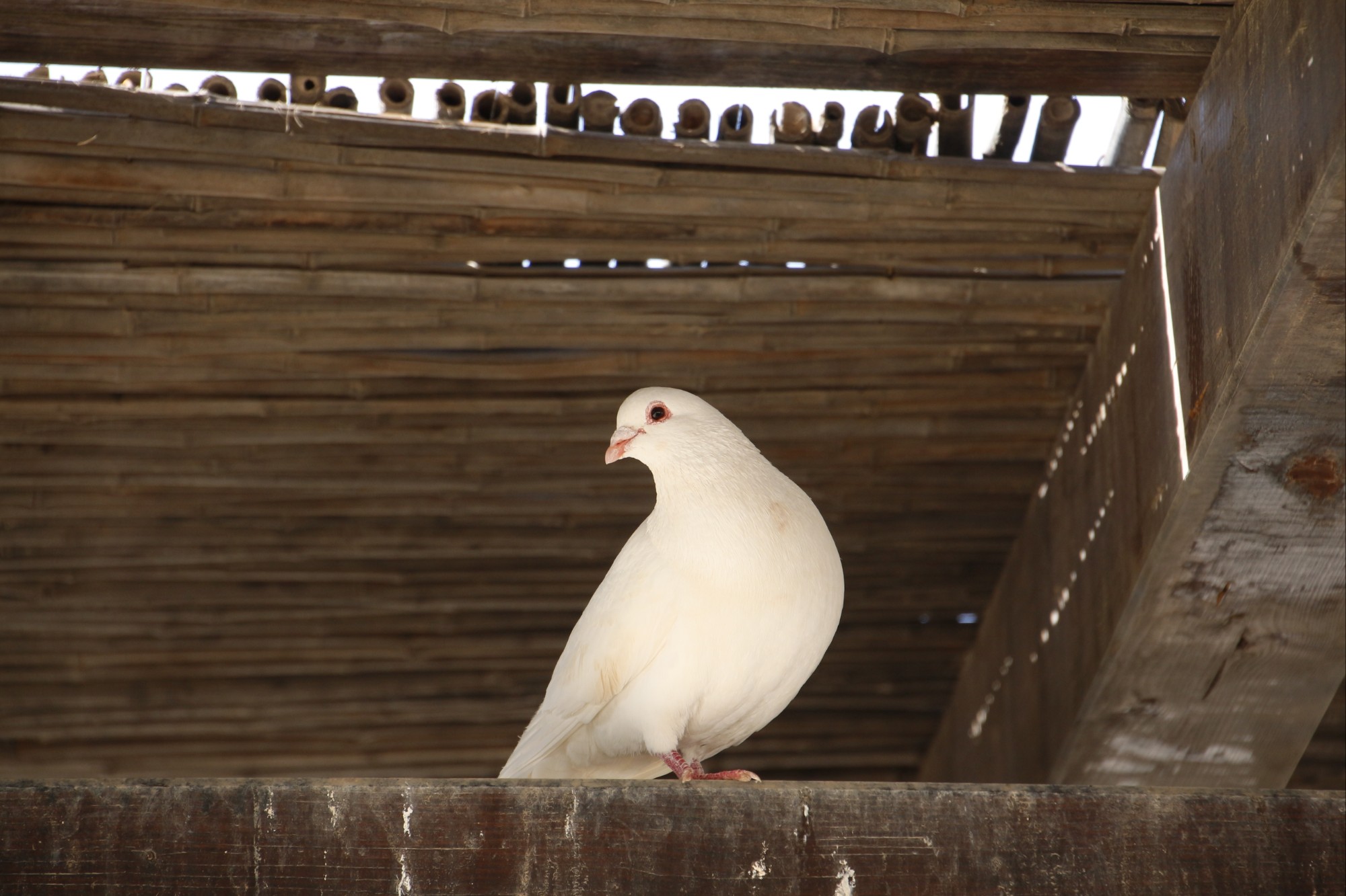 Embracing Peace, Tolerance, and Kindness – A Path to Harmony – THANK YOU!